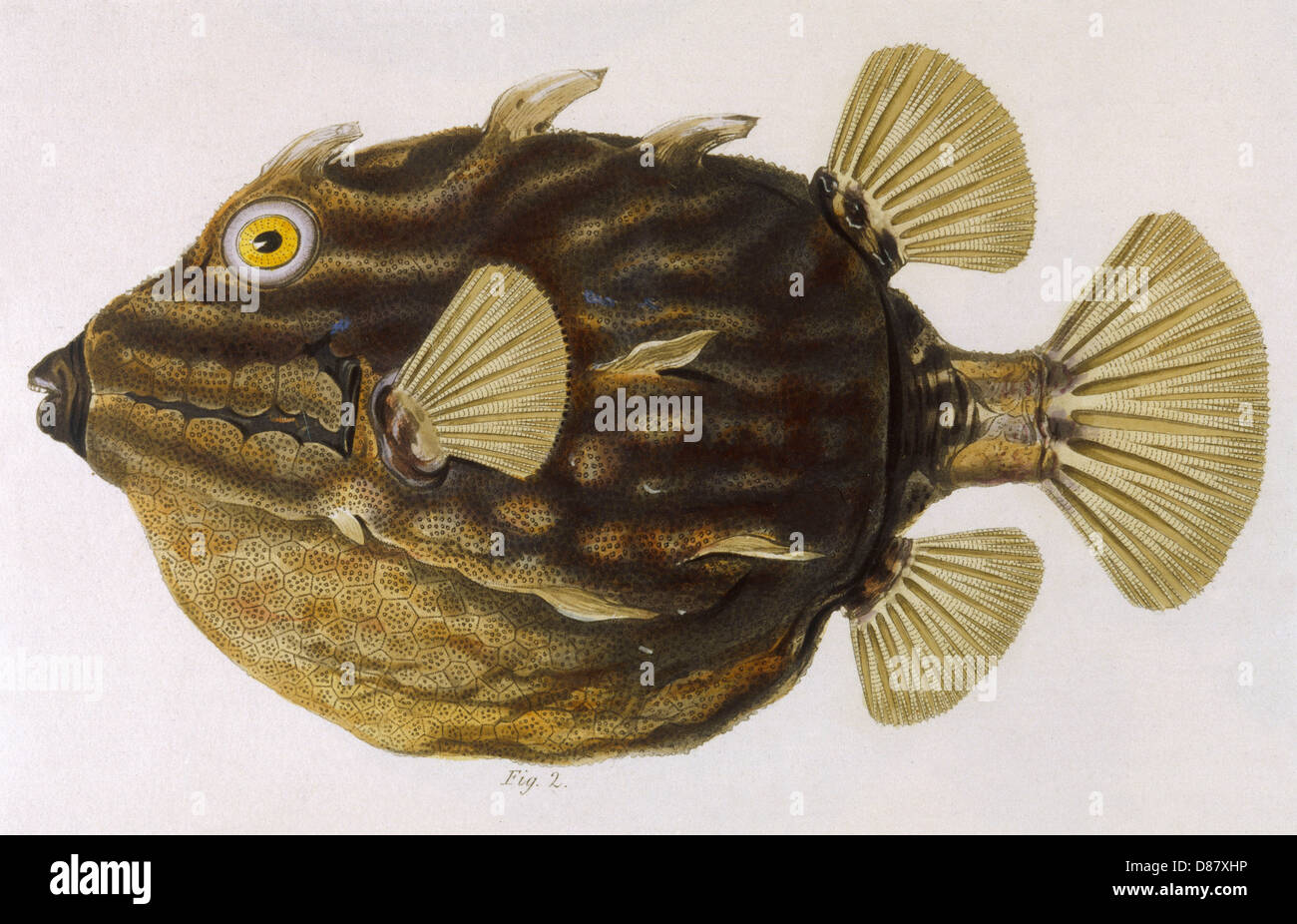 COFFER FISH 1849 Stock Photo - Alamy