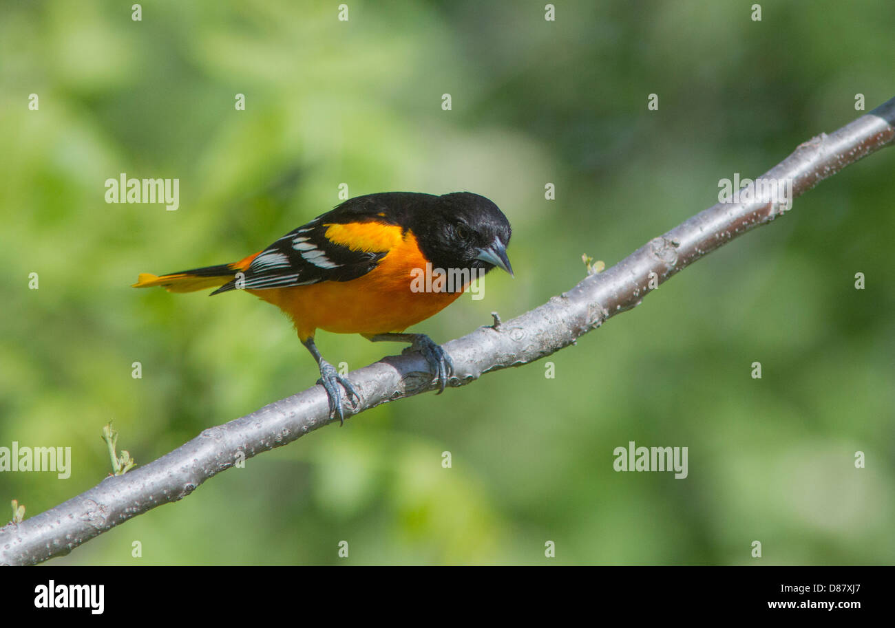 Icterus eyes hi-res stock photography and images - Alamy