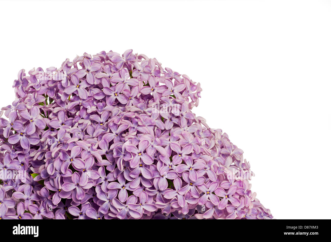 Very beautiful branch of a lilac bush with large depth of field ...