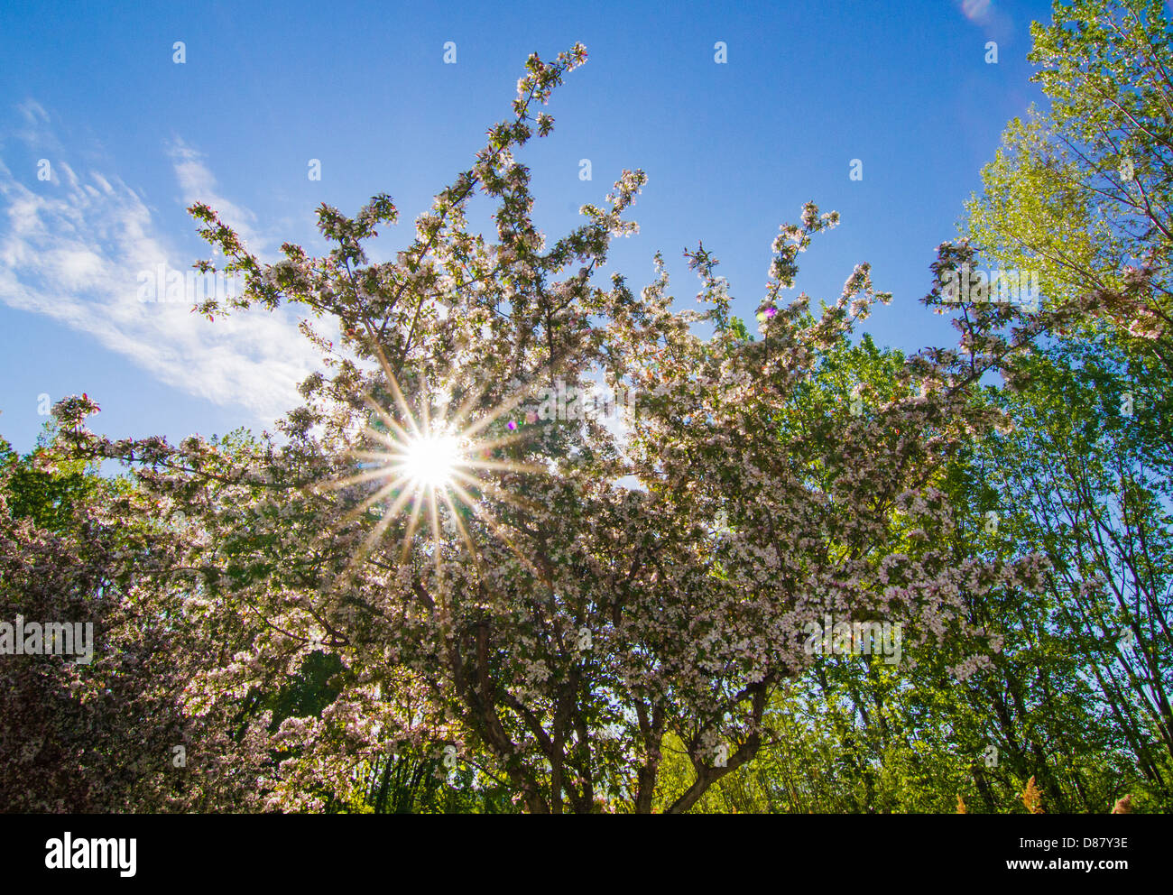 Star apple tree hi-res stock photography and images - Alamy