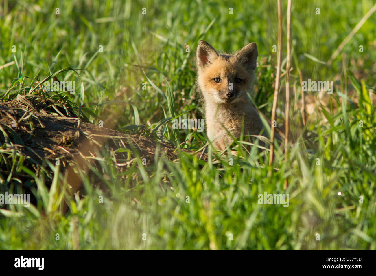 Jumping Fox Cub