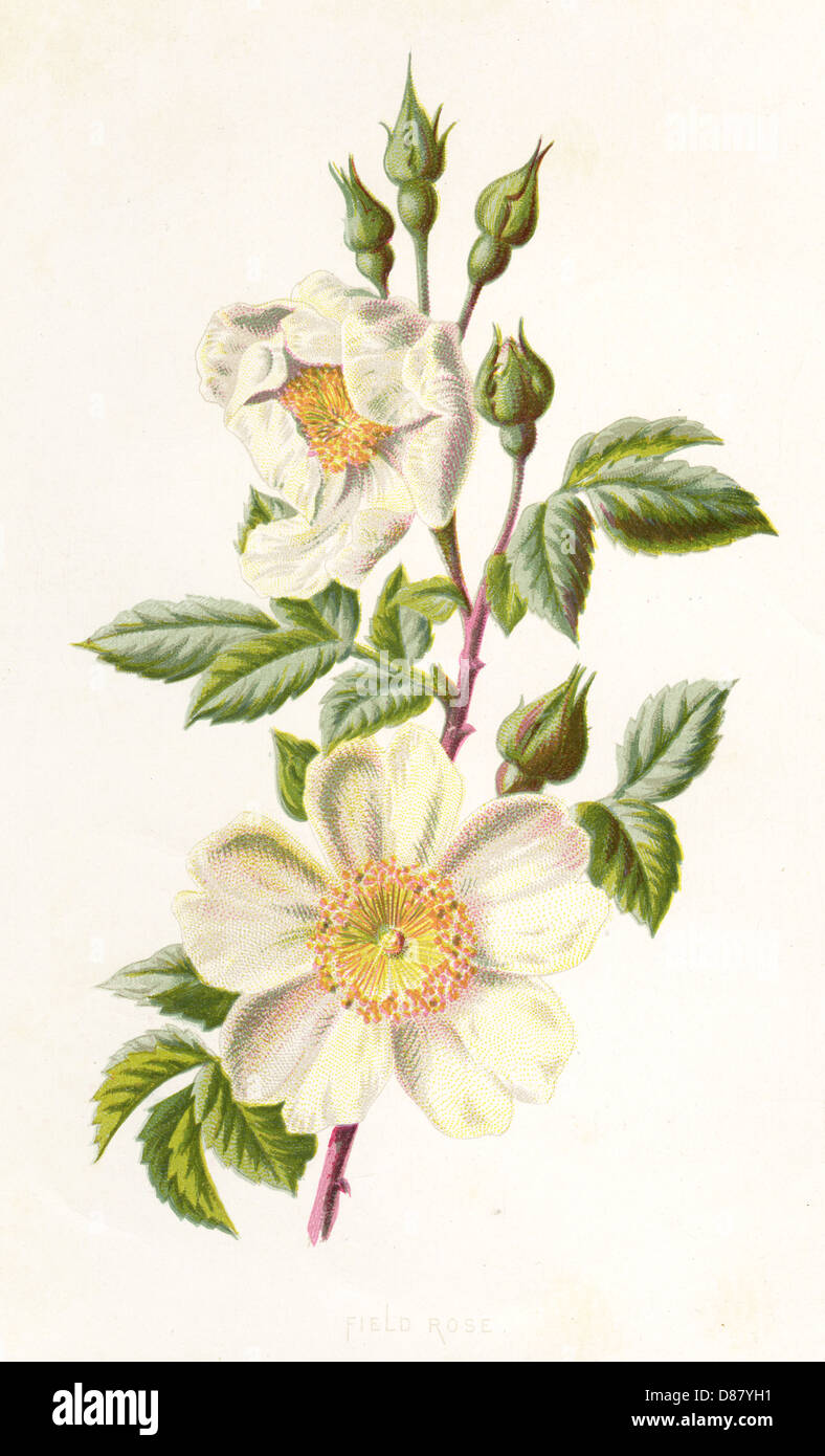 Field rose rosa arvensis hi-res stock photography and images - Alamy