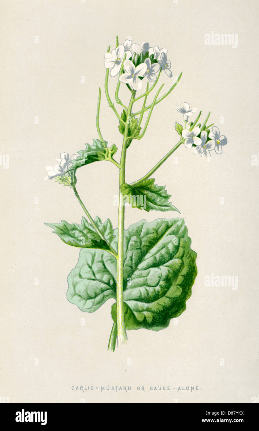 Alliaria officinalis garlic mustard hi-res stock photography and images ...