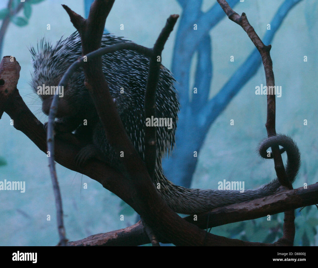 Coendou hi-res stock photography and images - Alamy