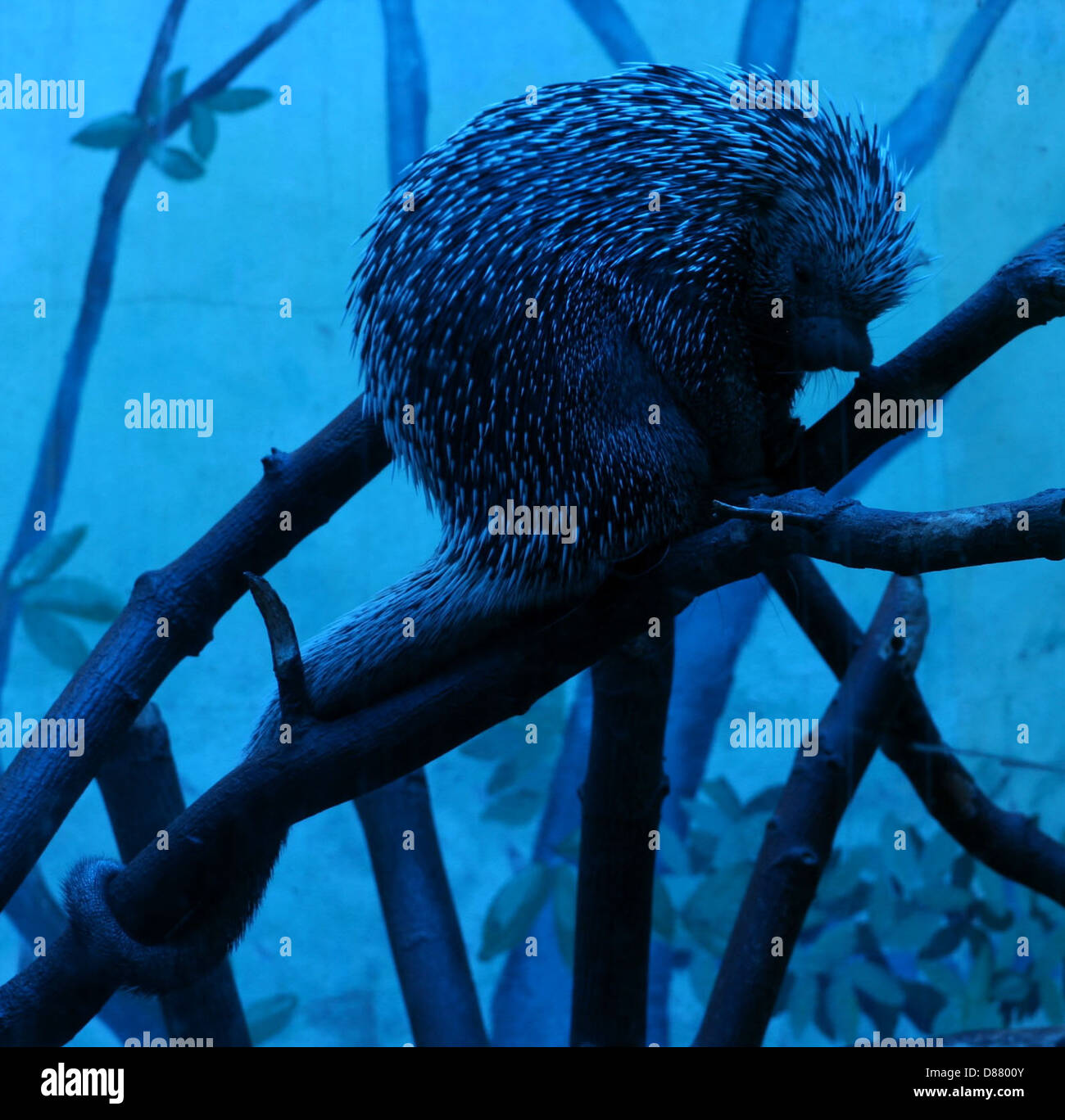 Coendou prehensilis 2 - Buffalo Zoo Stock Photo - Alamy