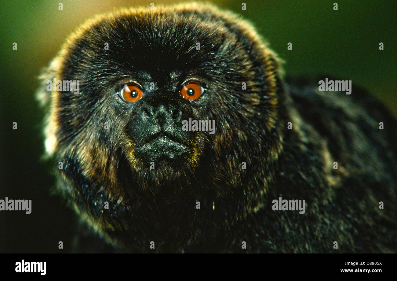 Portrait of Goeldi's marmoset or Goeldi's monkey (Callimico goeldii) is ...