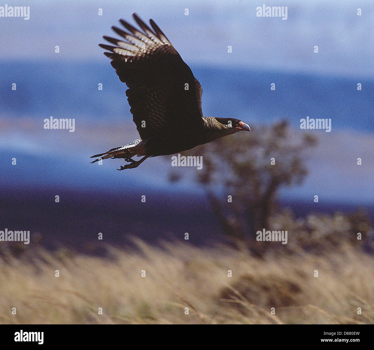 The Southern Crested Caracara ( Caracara plancus or Polyborus plancus ...