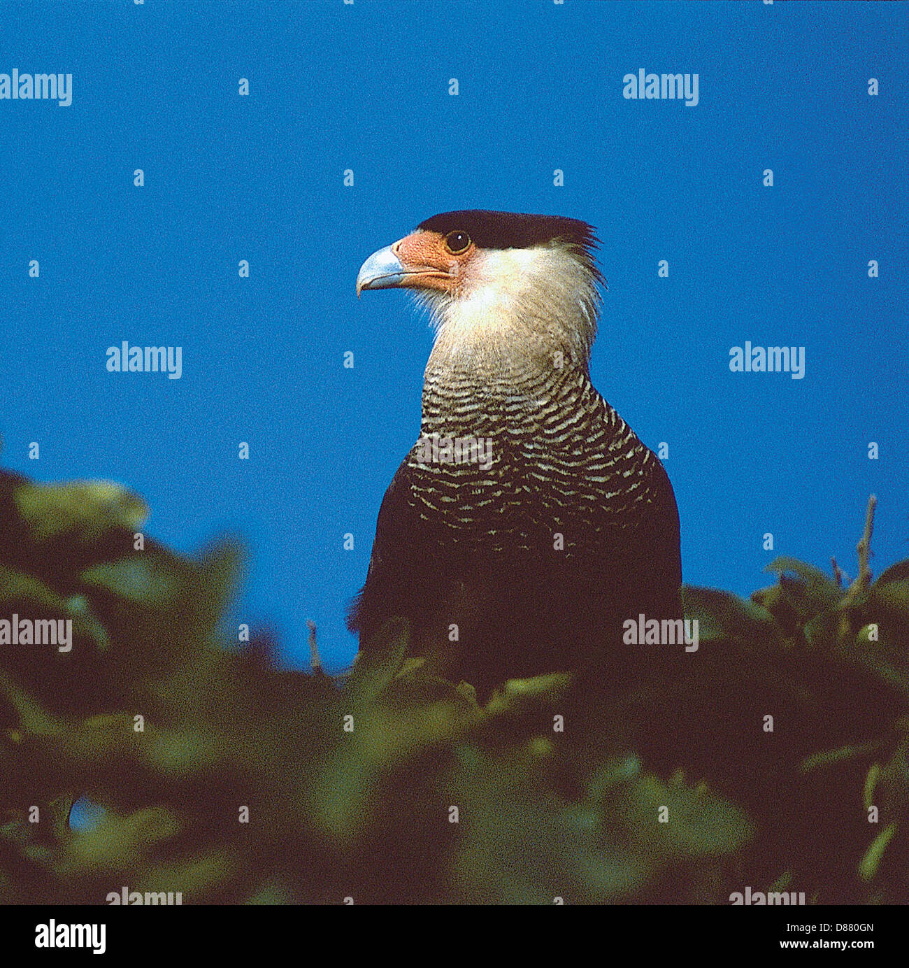 Gaviao caracara hi-res stock photography and images - Alamy