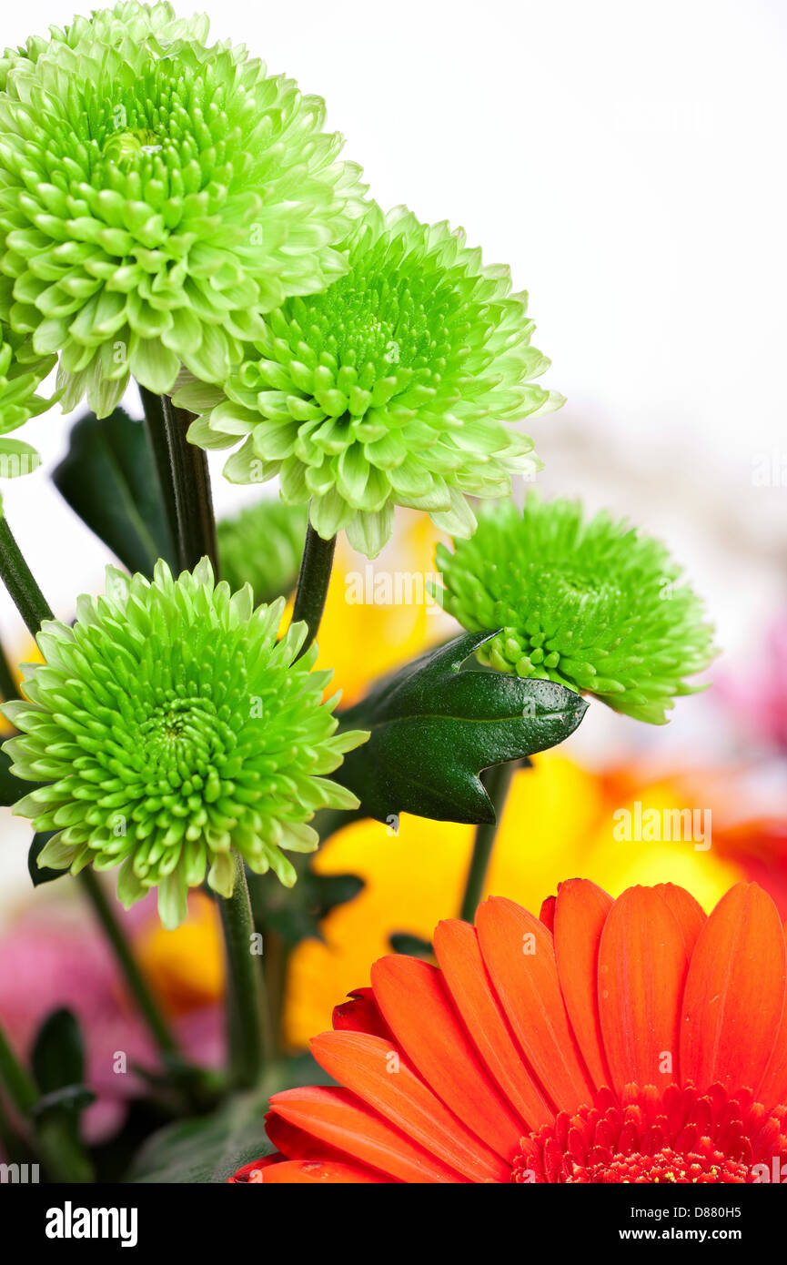 Close-up view of beautiful green Chrysanthemums "Green Button" in a ...