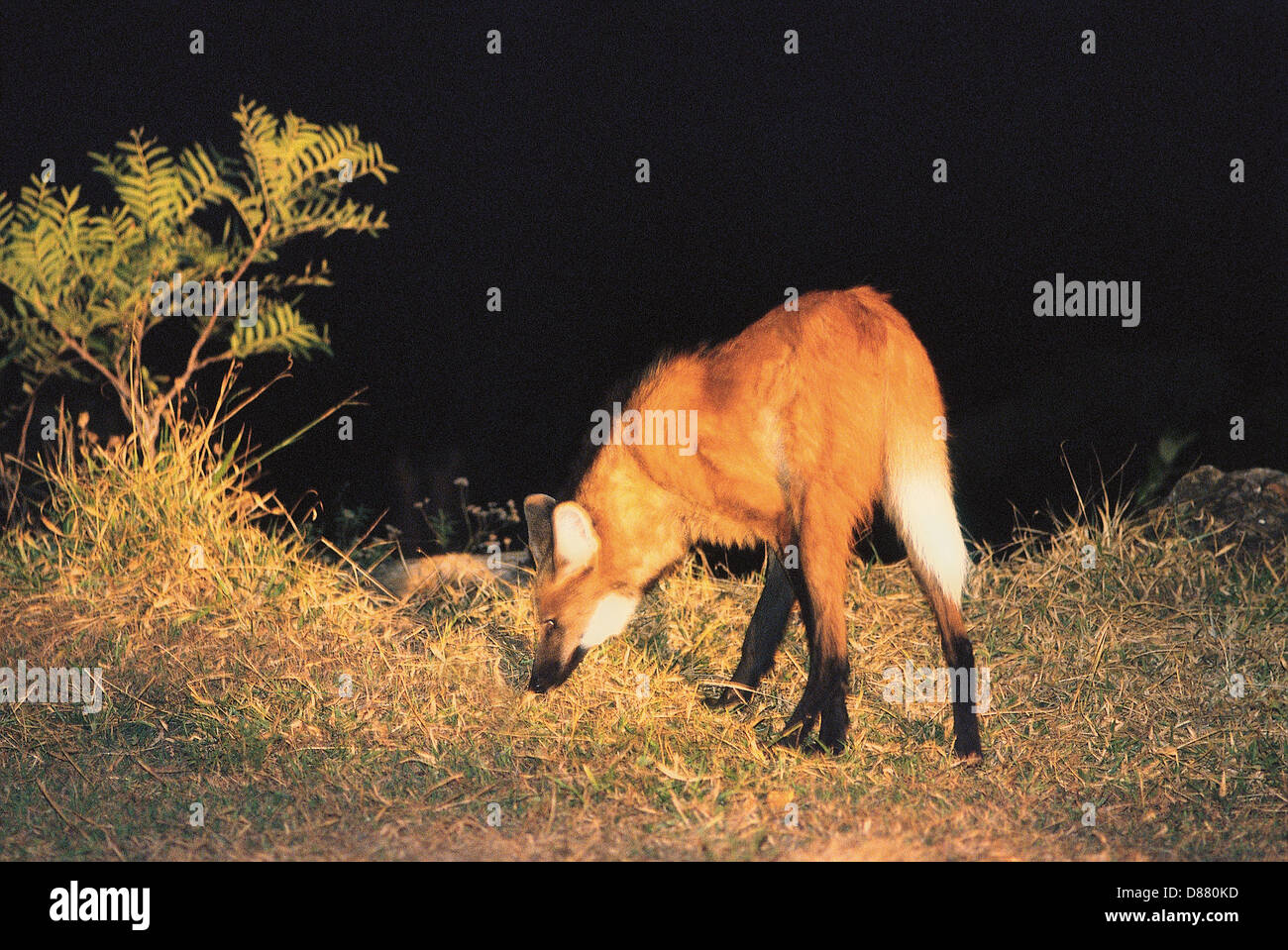 The maned wolf ( Chrysocyon brachyurus ) is the largest canid of South America, resembling a ...