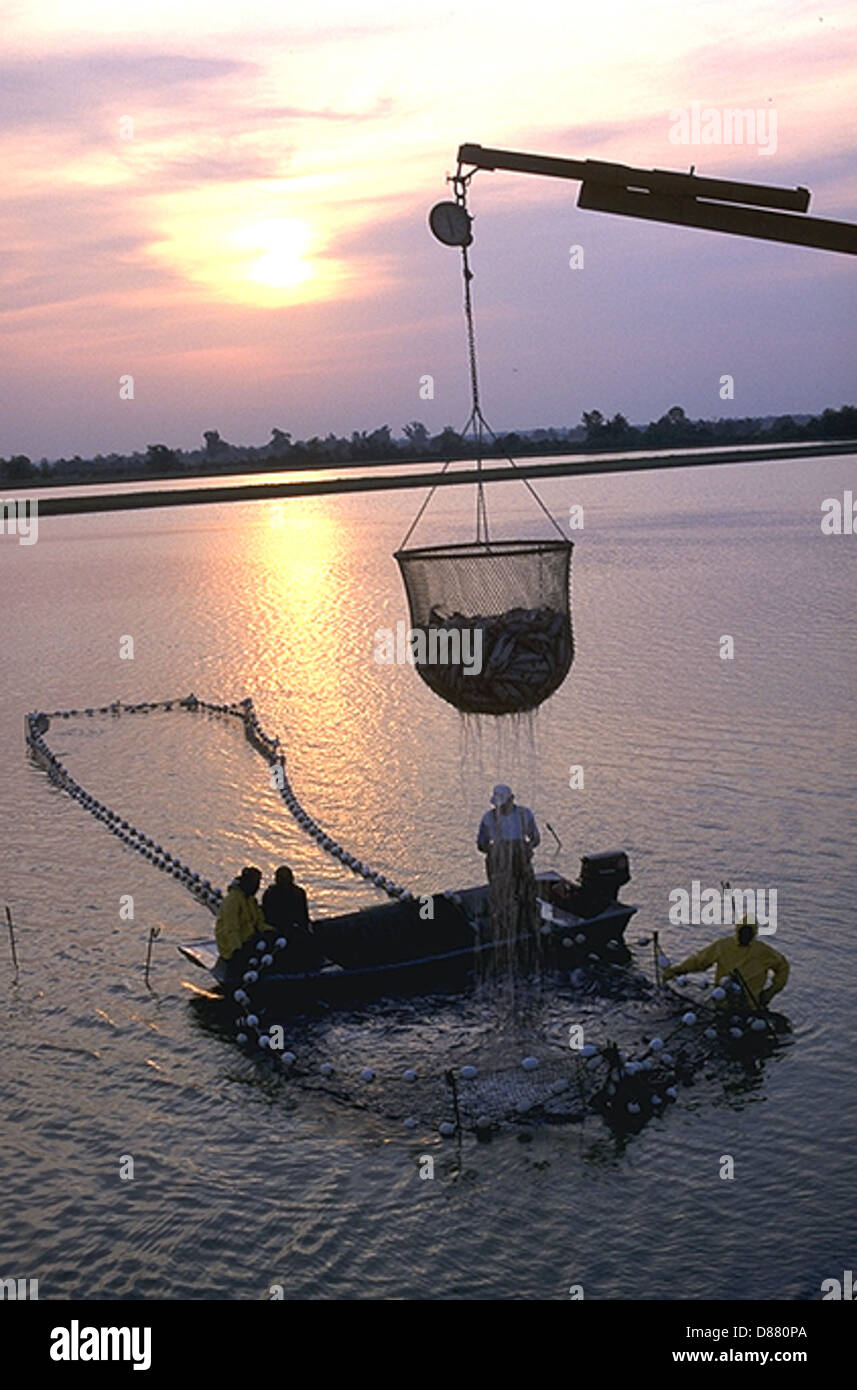 Delta Pride Catfish farm harvest Stock Photo - Alamy