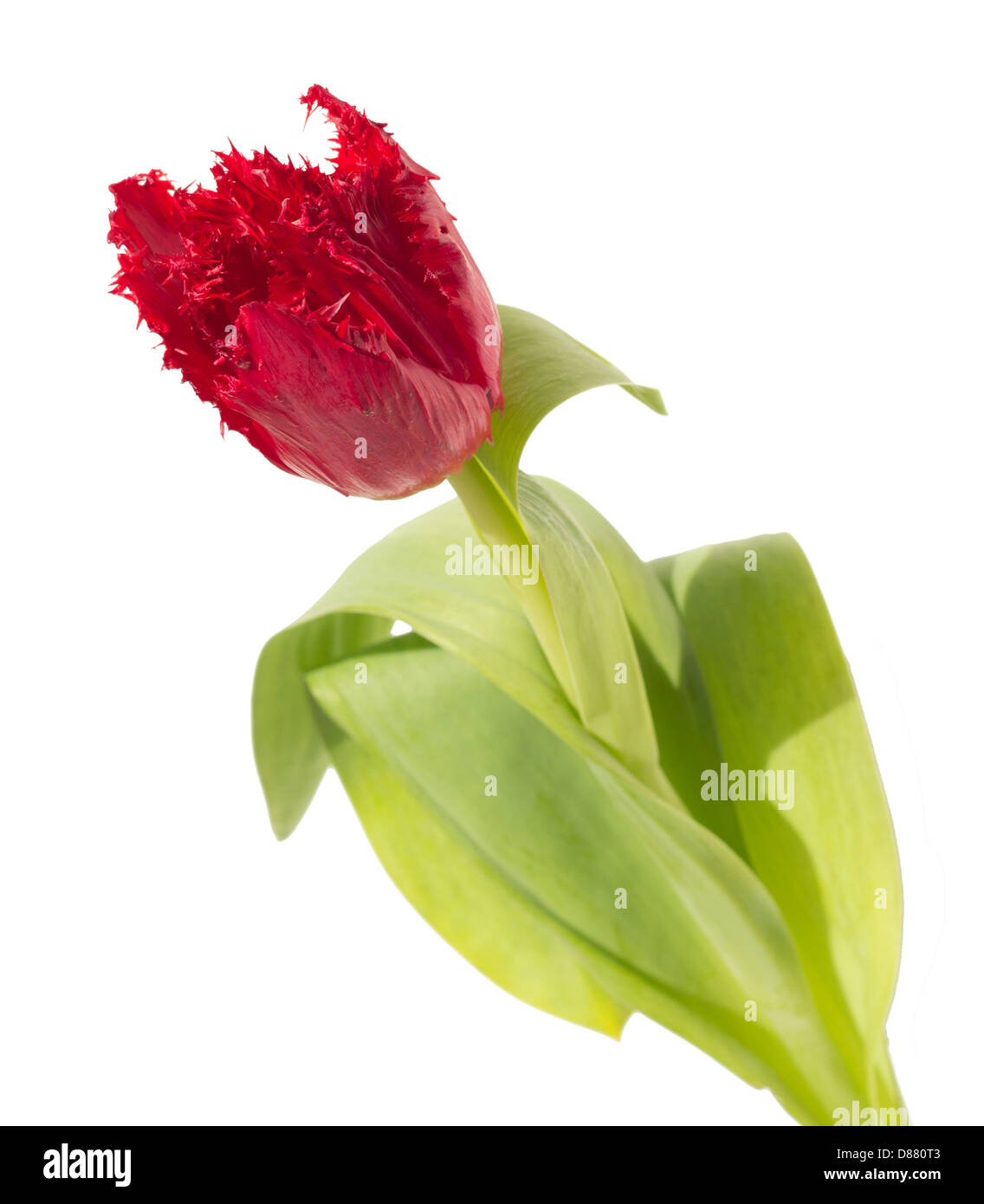 Red fringed tulip (crispa) on white background Stock Photo - Alamy