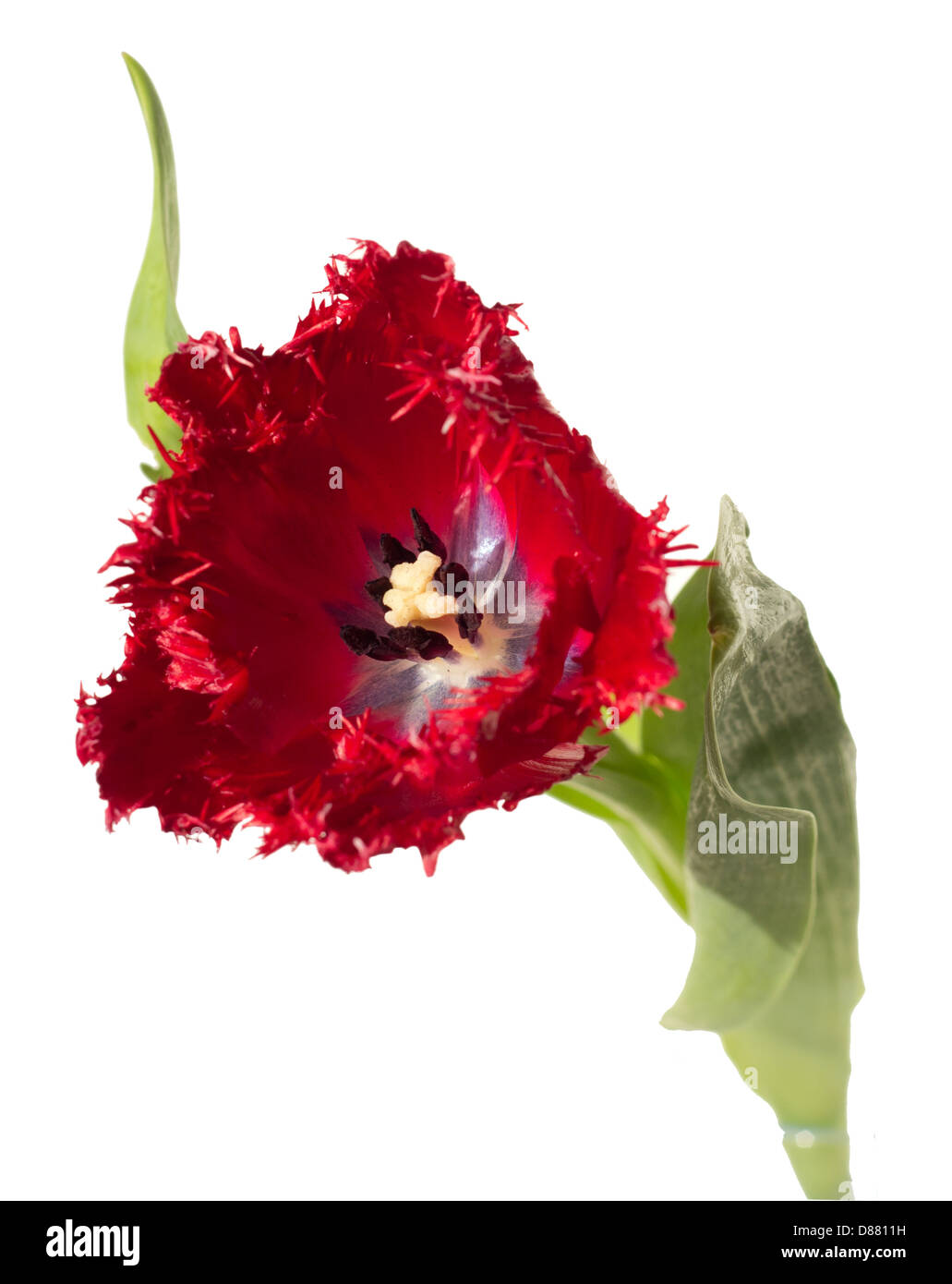 Red fringed open tulip (crispa) on white background Stock Photo - Alamy
