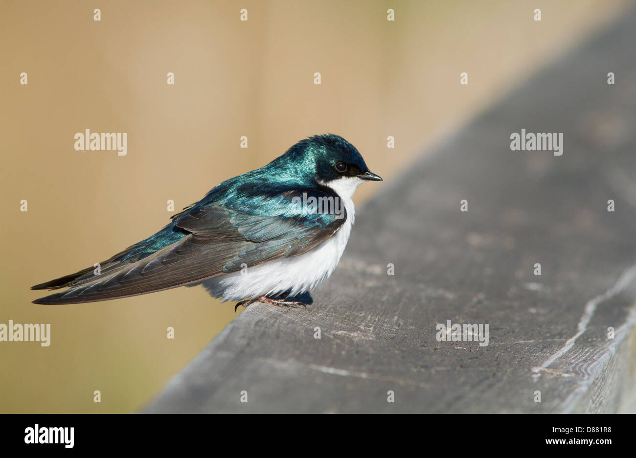 Male Tree Swallow on the bridge Stock Photo - Alamy