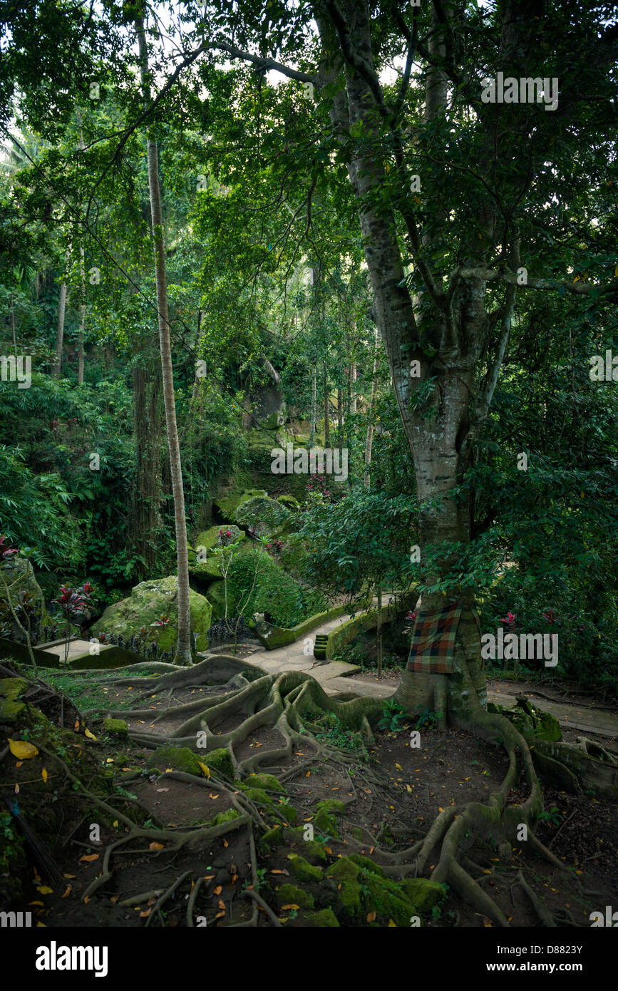 Sacred tree with big roots in Goa Gajah, Ubud, Indonesia Stock Photo ...