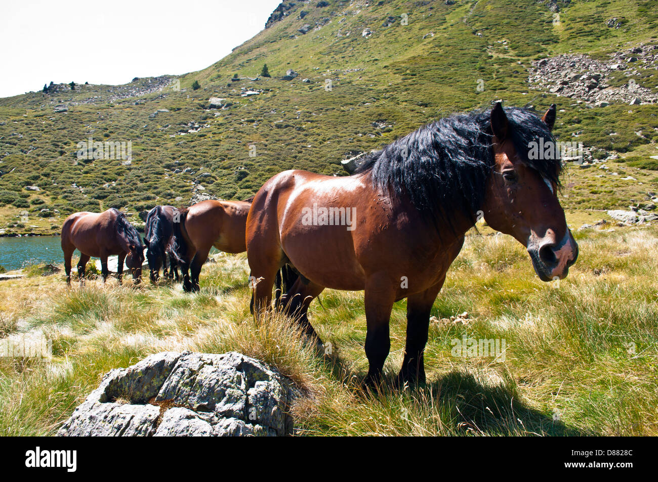 Horses, Pyrenees, Mountain, Outdoors Stock Photo - Alamy