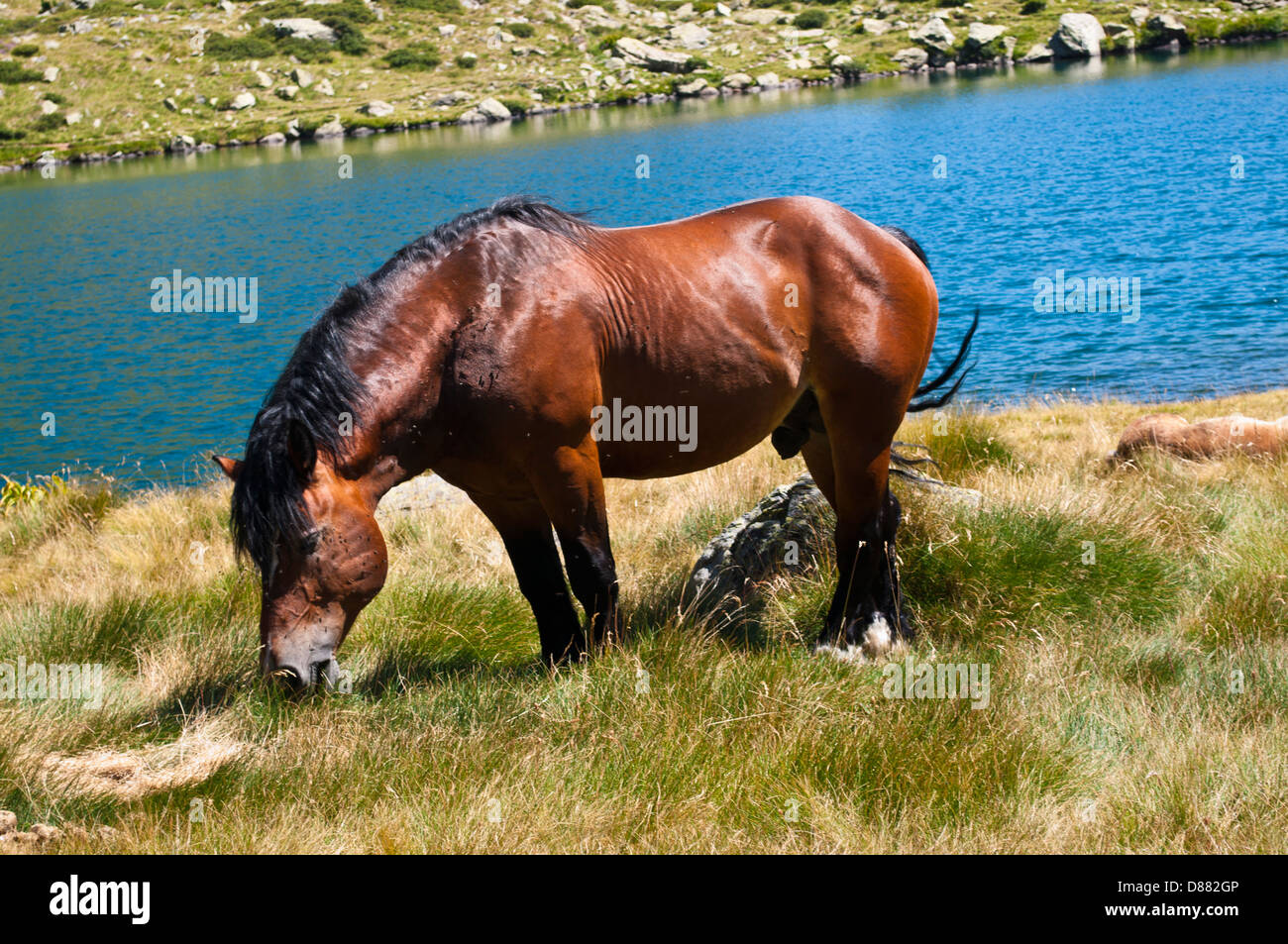 Horses, Pyrenees, Mountain, Outdoors Stock Photo - Alamy