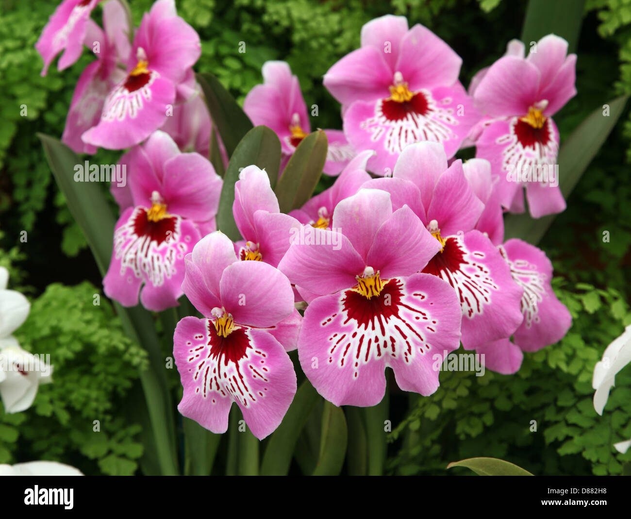 Miltoniopsis hi-res stock photography and images - Alamy