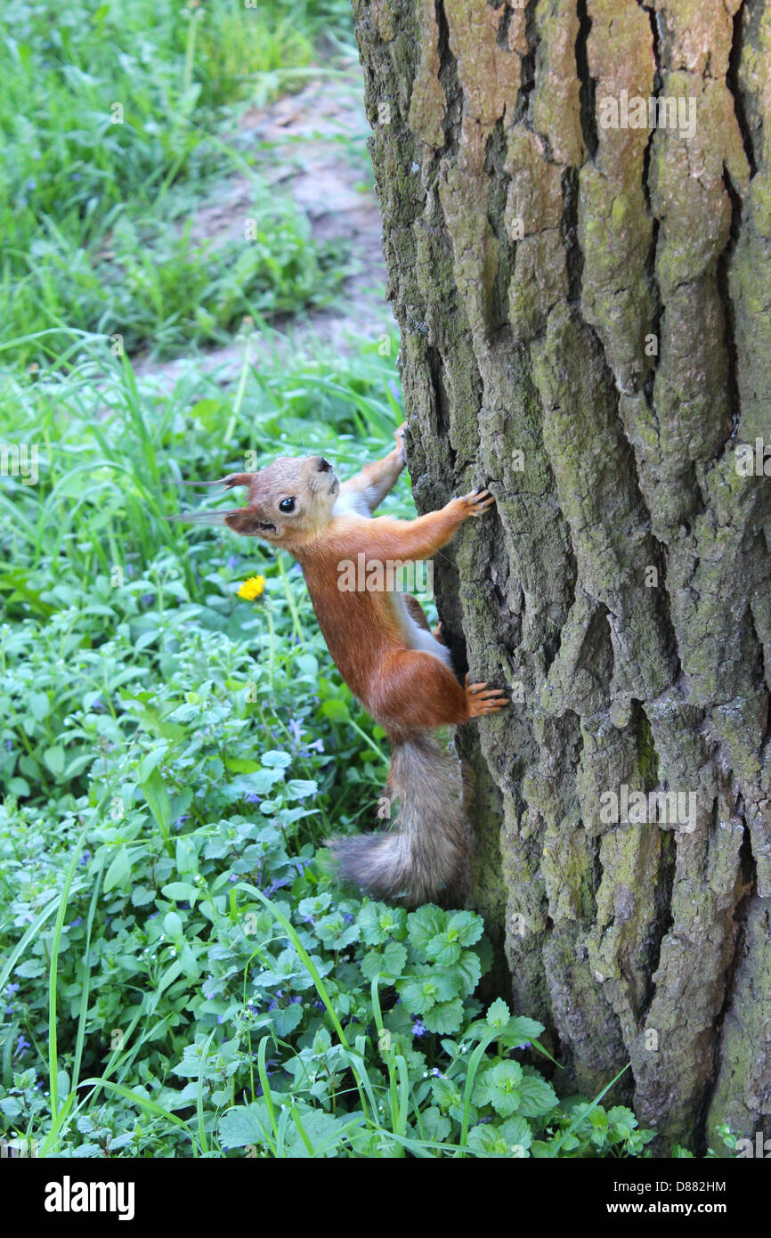 image of squirrel climbing up on the tree in the park Stock Photo - Alamy