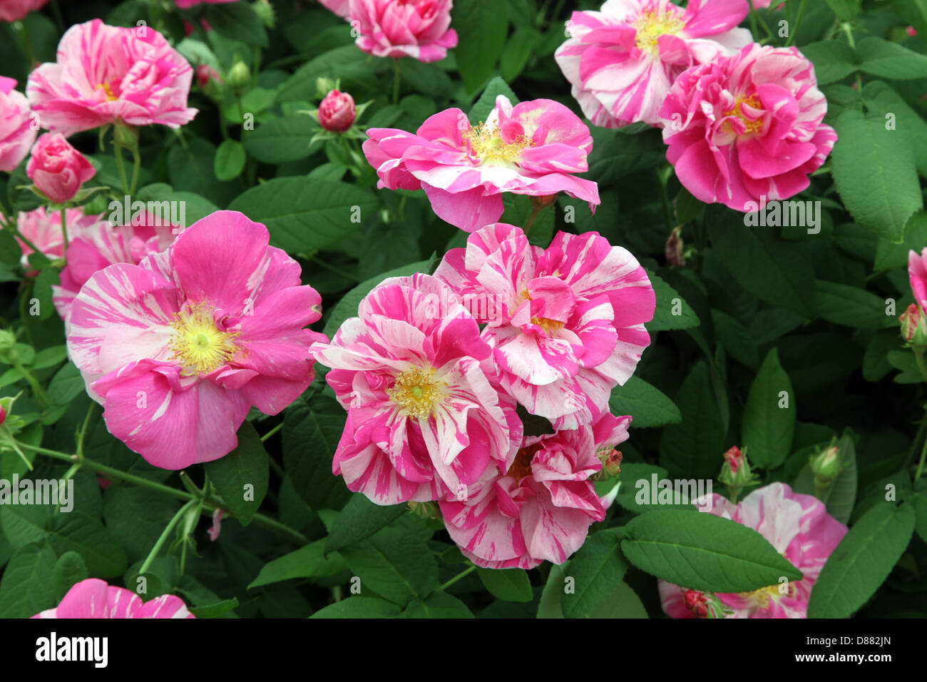 David austin rose hi-res stock photography and images - Alamy