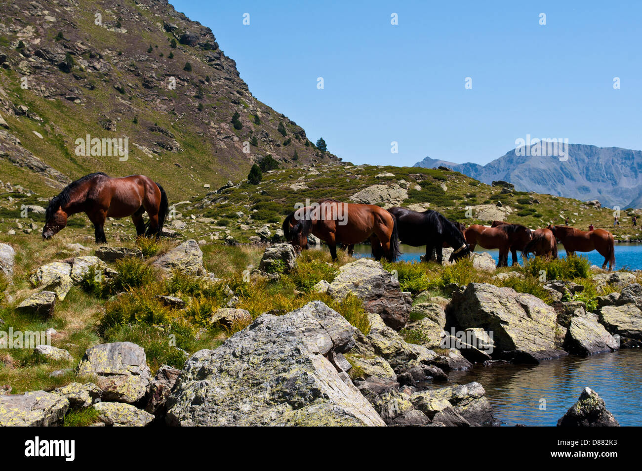 Horses, Pyrenees, Mountain, Outdoors Stock Photo - Alamy