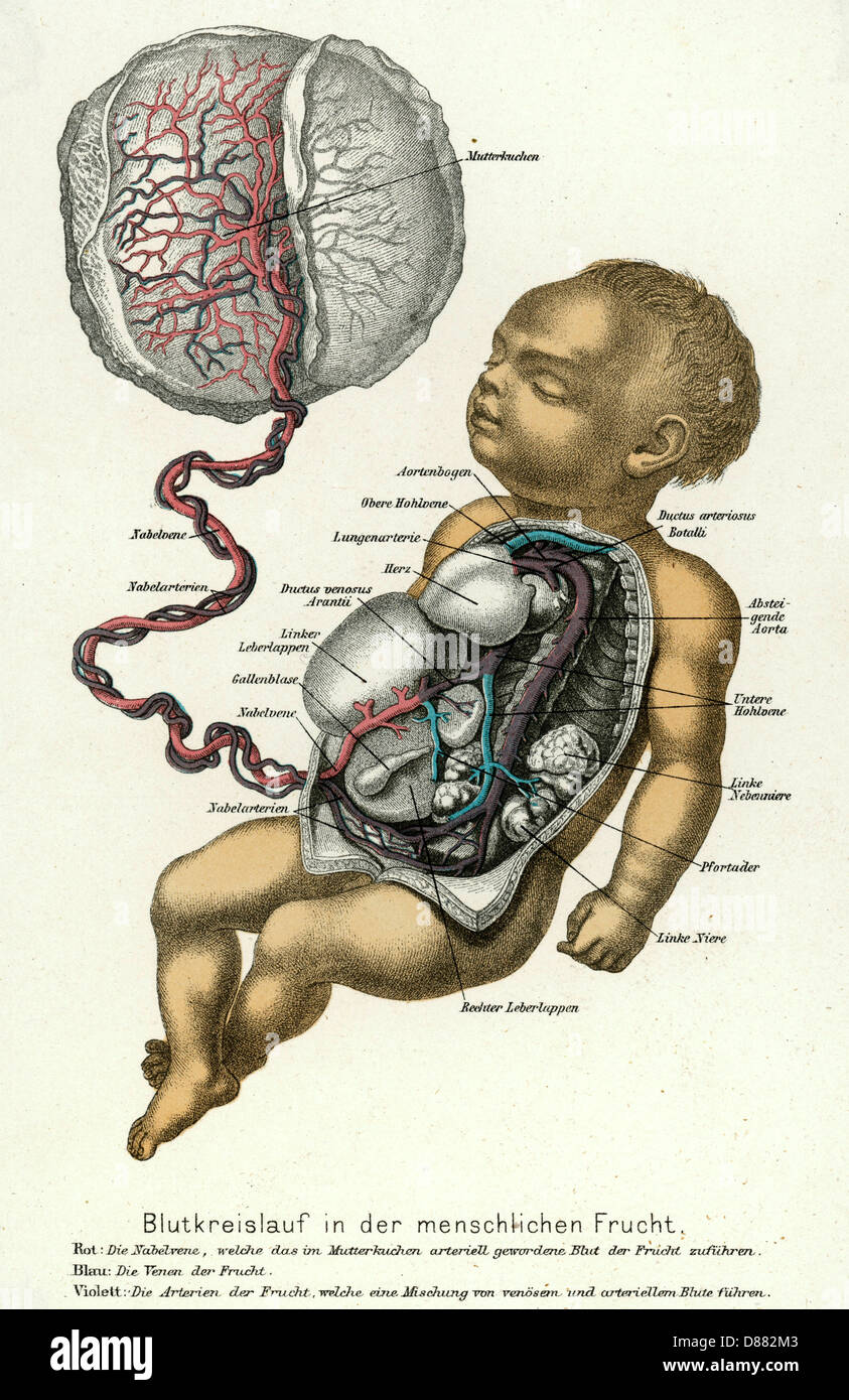 The links hi-res stock photography and images - Alamy