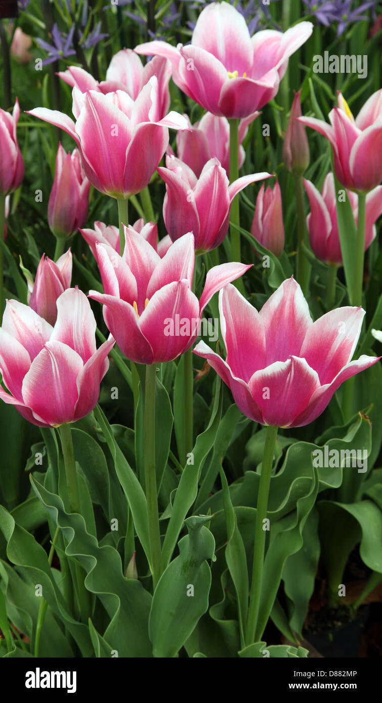 Tulipa ballade flower High Resolution Stock Photography and Images - Alamy