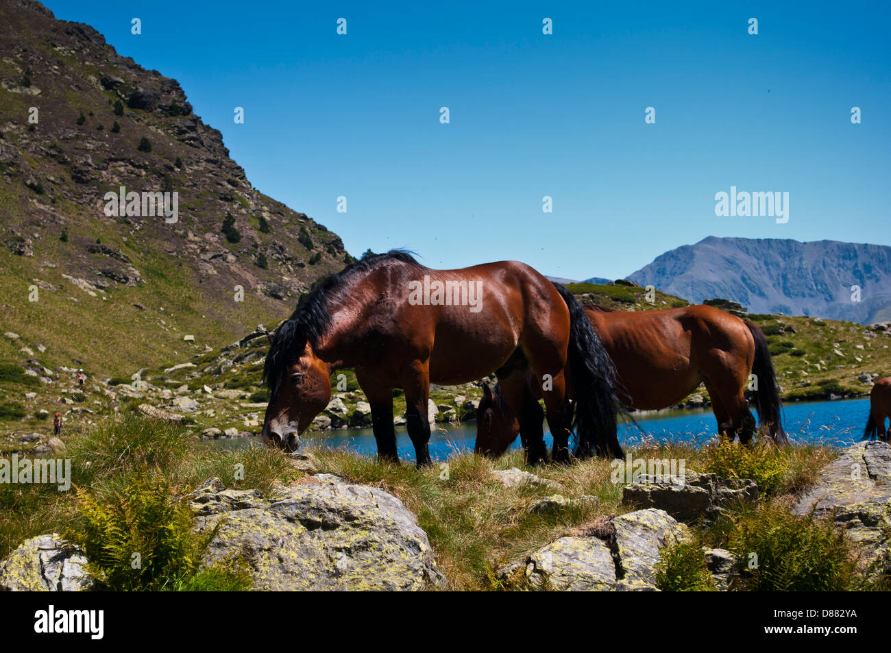 Horses, Pyrenees, Mountain, Outdoors Stock Photo - Alamy