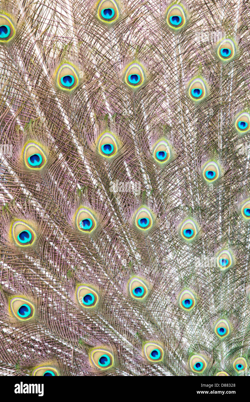 Peacock Tail Closeup Stock Photo - Alamy