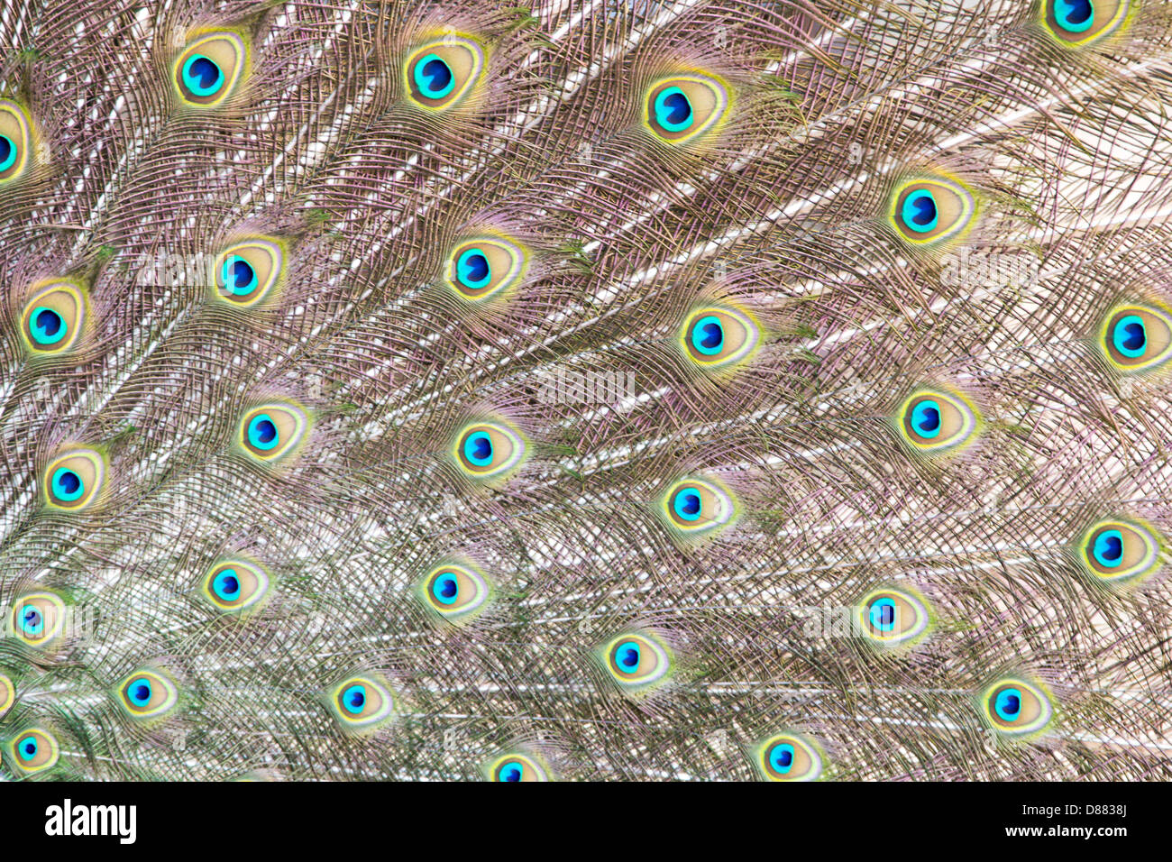 Peacock feathers hi-res stock photography and images - Alamy