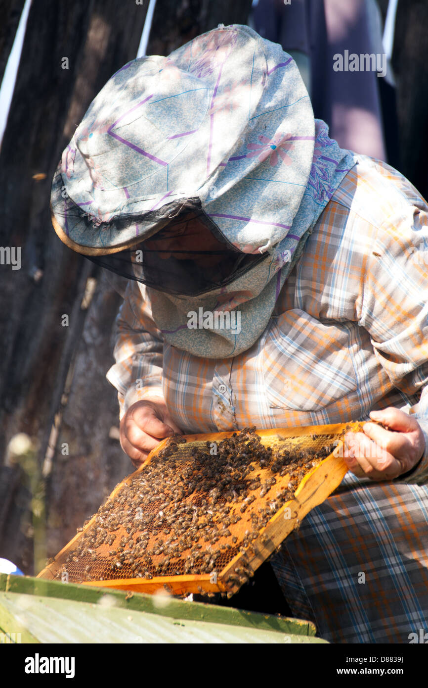 Bee on the wooden plate, Beekeeper background Stock Photo - Alamy
