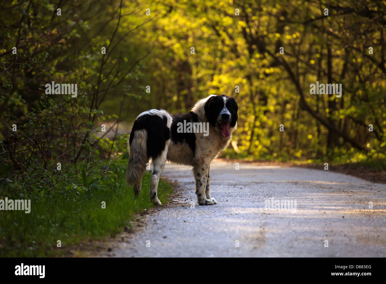 Are Bulgarian Shepherd Dog Good With Kids