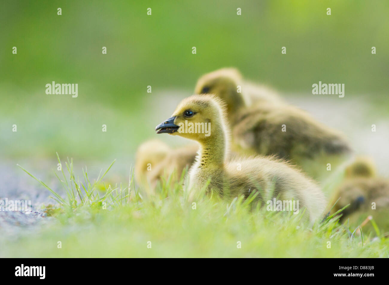 Canada Goose (Branta canadensis) babies in spring Stock Photo - Alamy