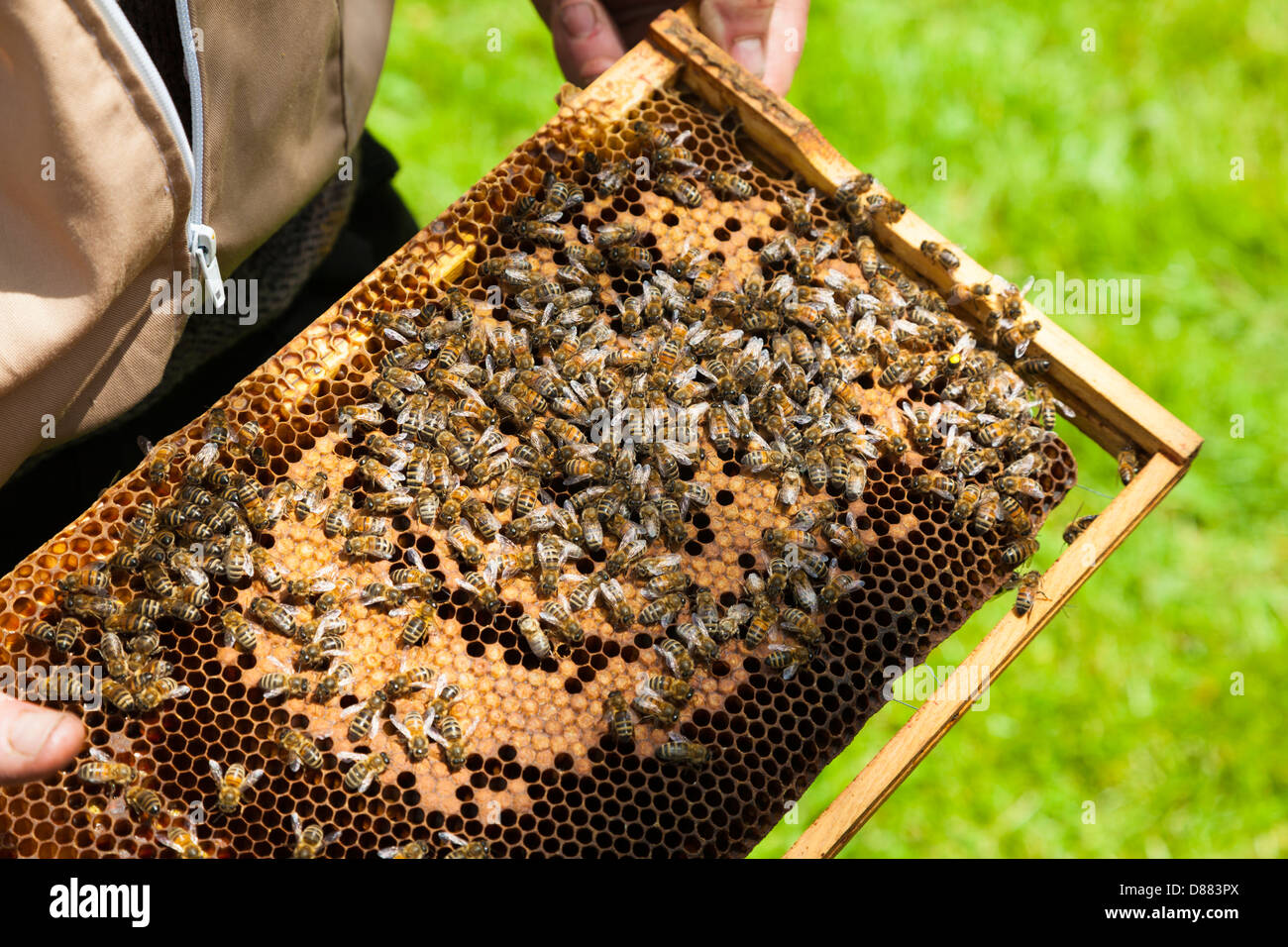 Domestic bee keeping hi-res stock photography and images - Alamy
