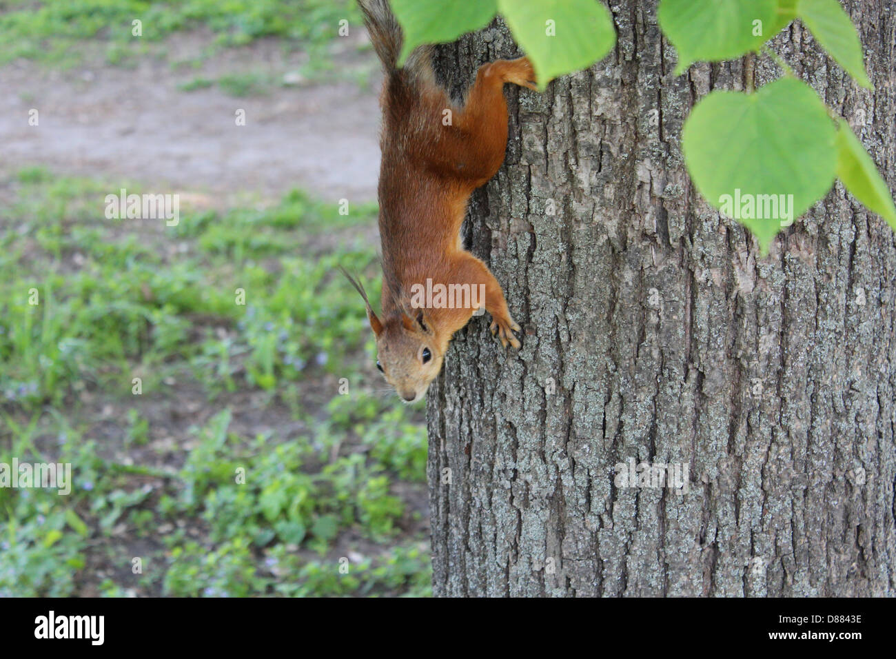 image of squirrel climbing down on the tree in the park Stock Photo - Alamy