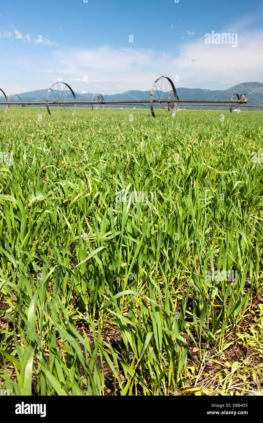Farm field irrigation hi-res stock photography and images - Alamy