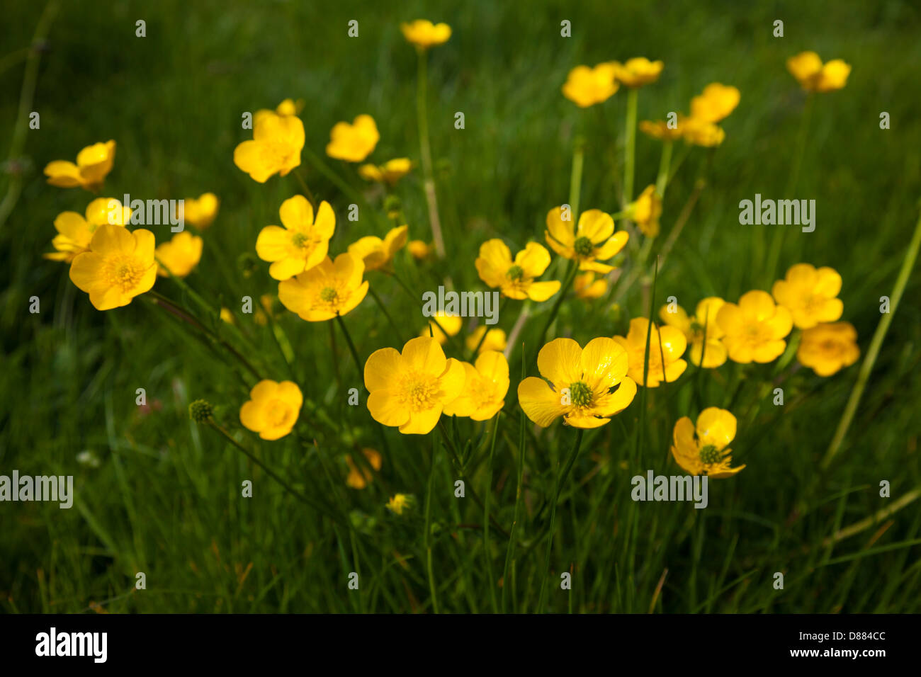 Buttercups likley bulbous buttercup (rununculus bulbosus), Blackheath ...