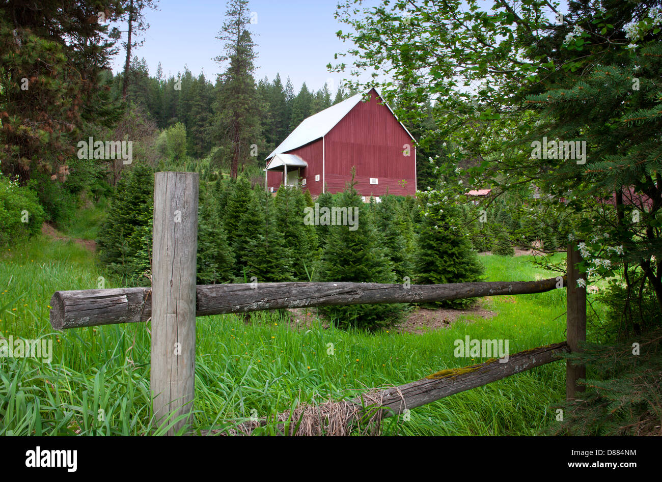 Fence, Barn, and X-mas trees Stock Photo - Alamy