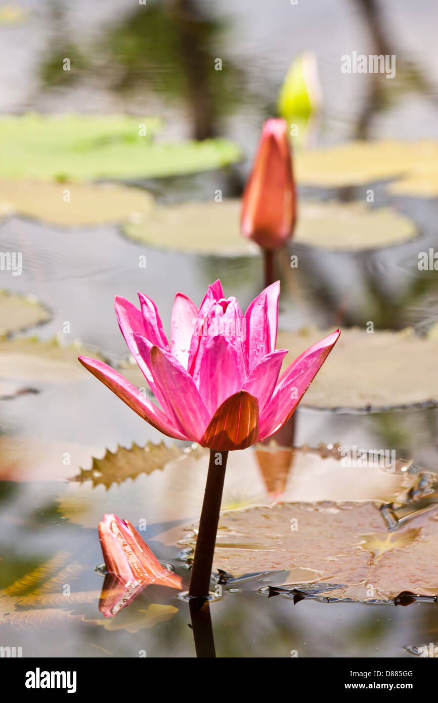 pink lotus in pool Stock Photo - Alamy