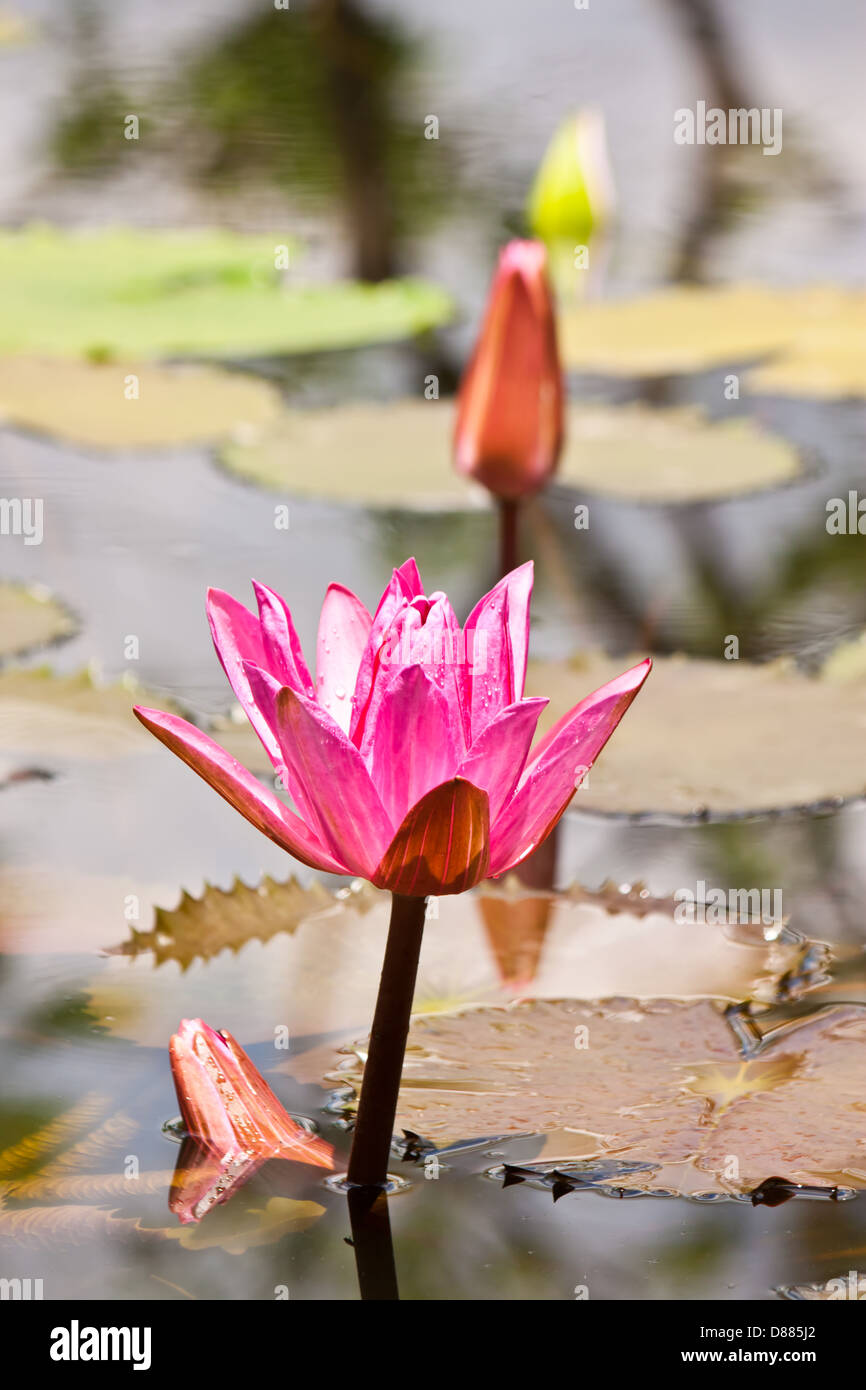pink lotus in pool Stock Photo - Alamy