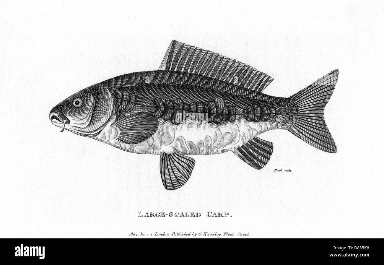 Large scaled hi-res stock photography and images - Alamy