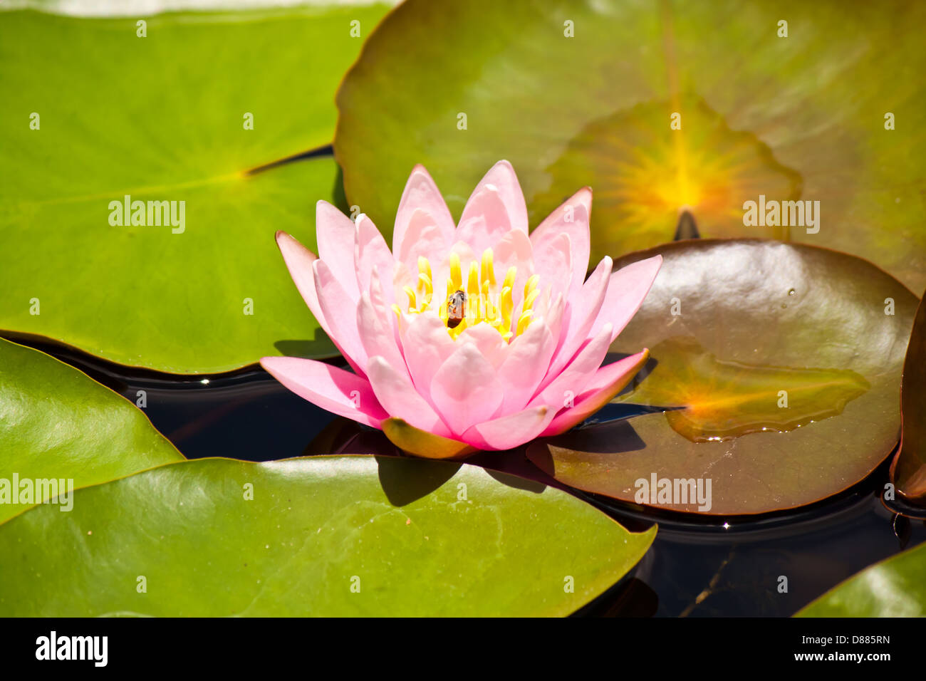 pink lotus in pool Stock Photo - Alamy