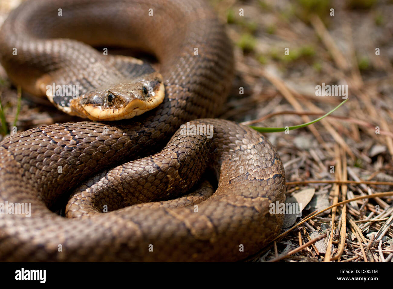 Defensive eastern hognose snake - Heterodon platyrhinos Stock Photo - Alamy