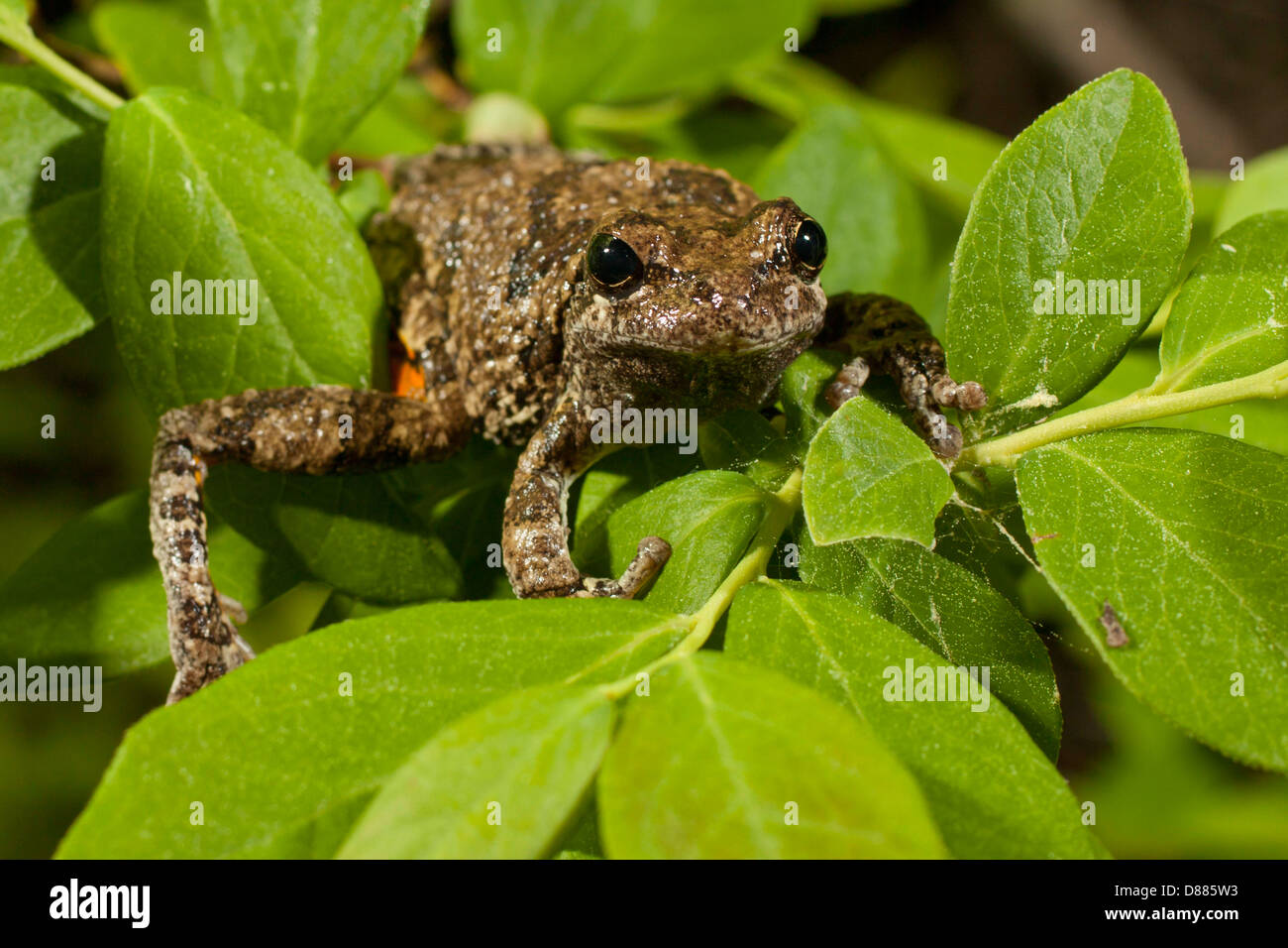 A northern gray treefrog climbing in a huckleberry bush - Hyla ...