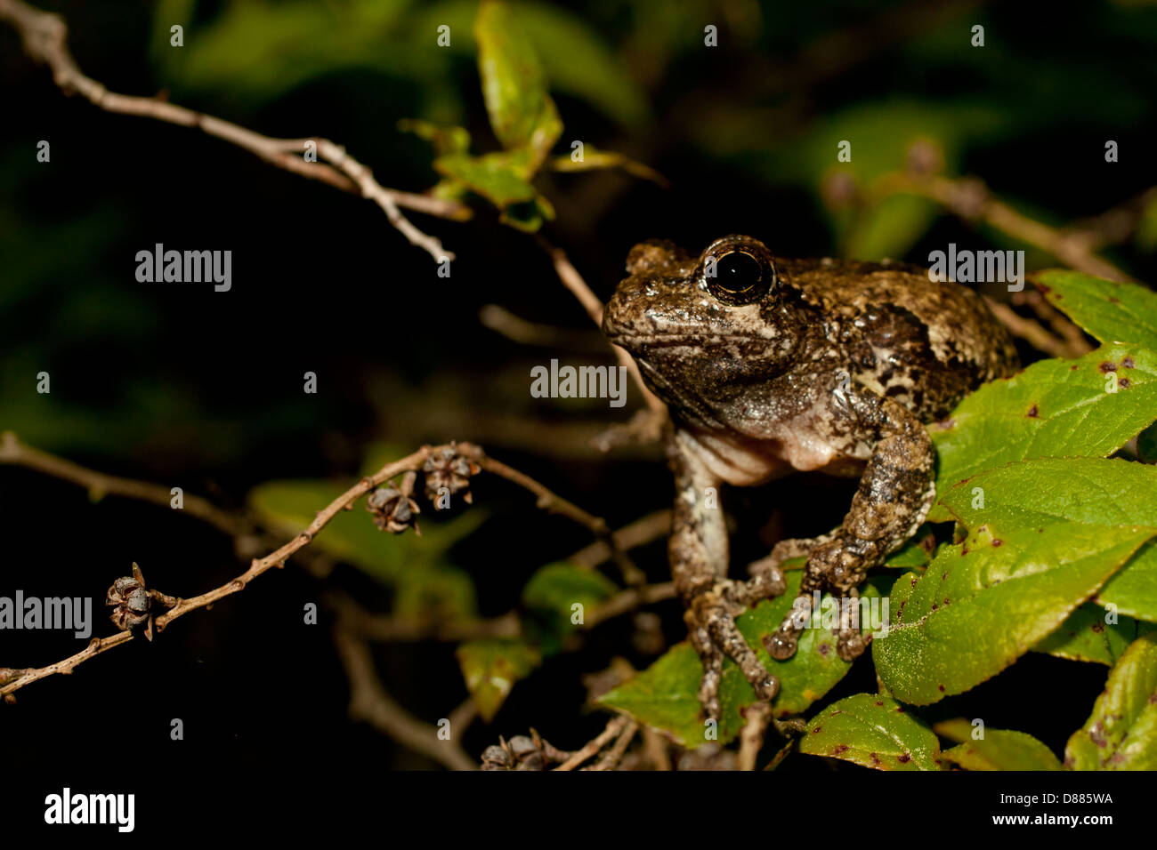 Northern gray tree frog climbing in a blueberry bush - Hyla versicolor ...