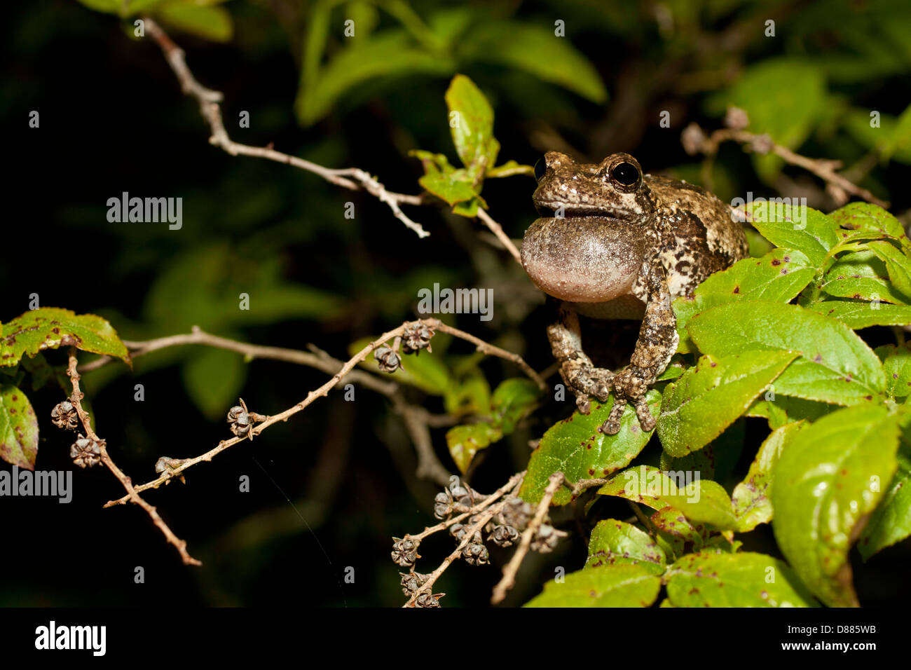 Northern gray tree frog calling in a blueberry bush - Hyla versicolor ...