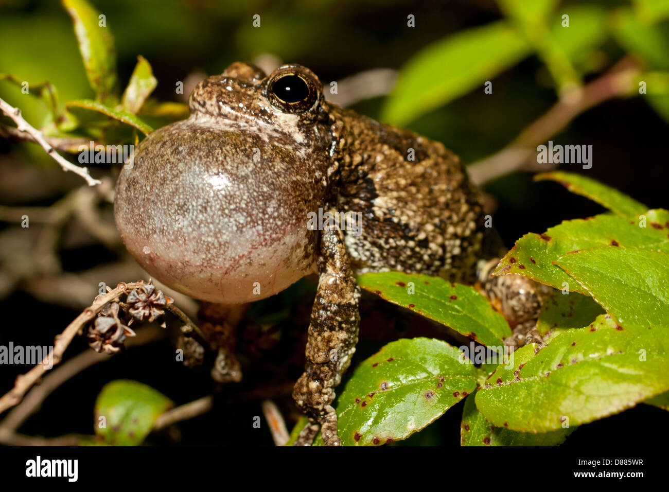 Close up view of a northern gray tree frog calling in a blueberry bush ...