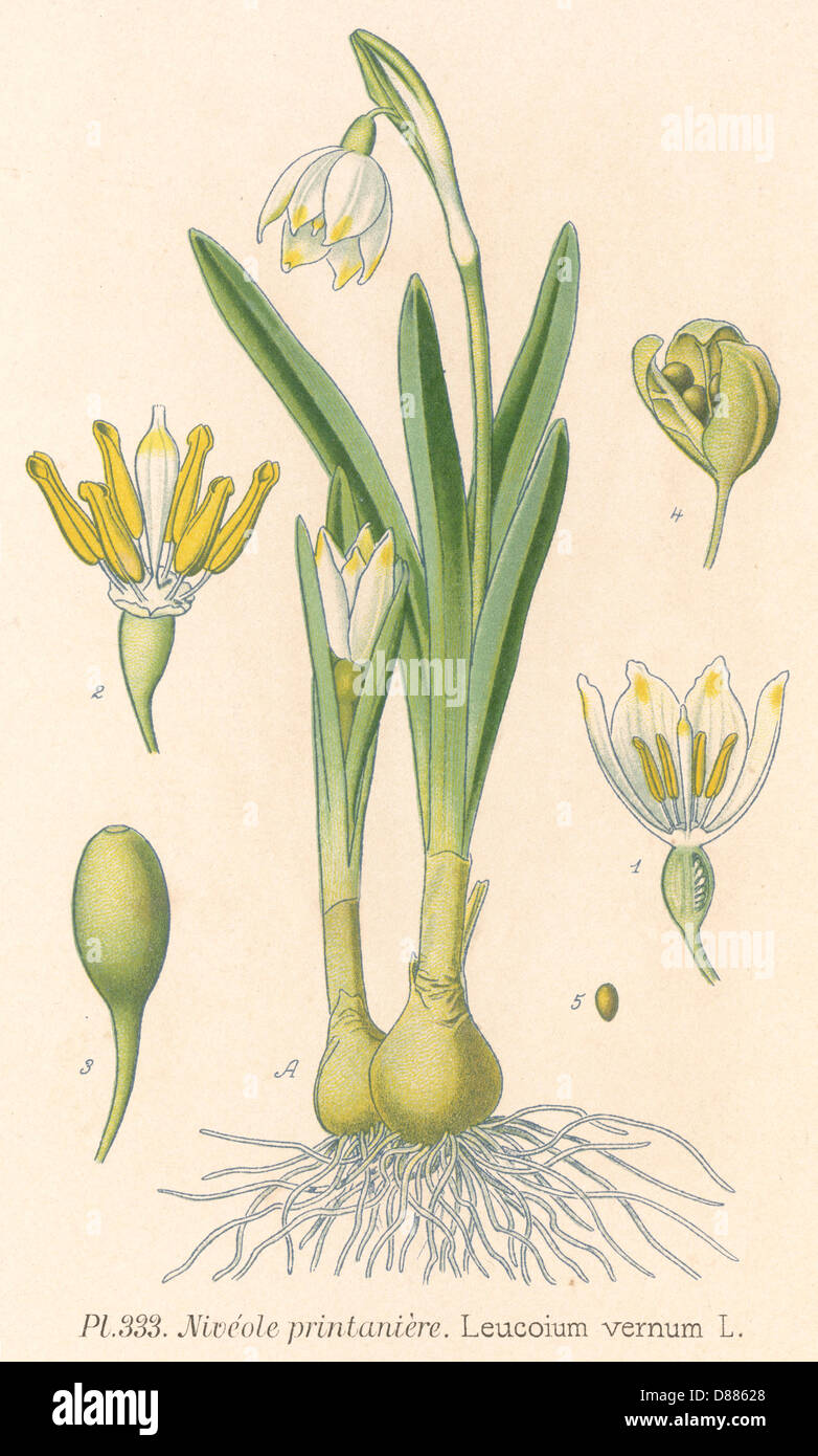 Plants - Leucojum Vernum Stock Photo - Alamy