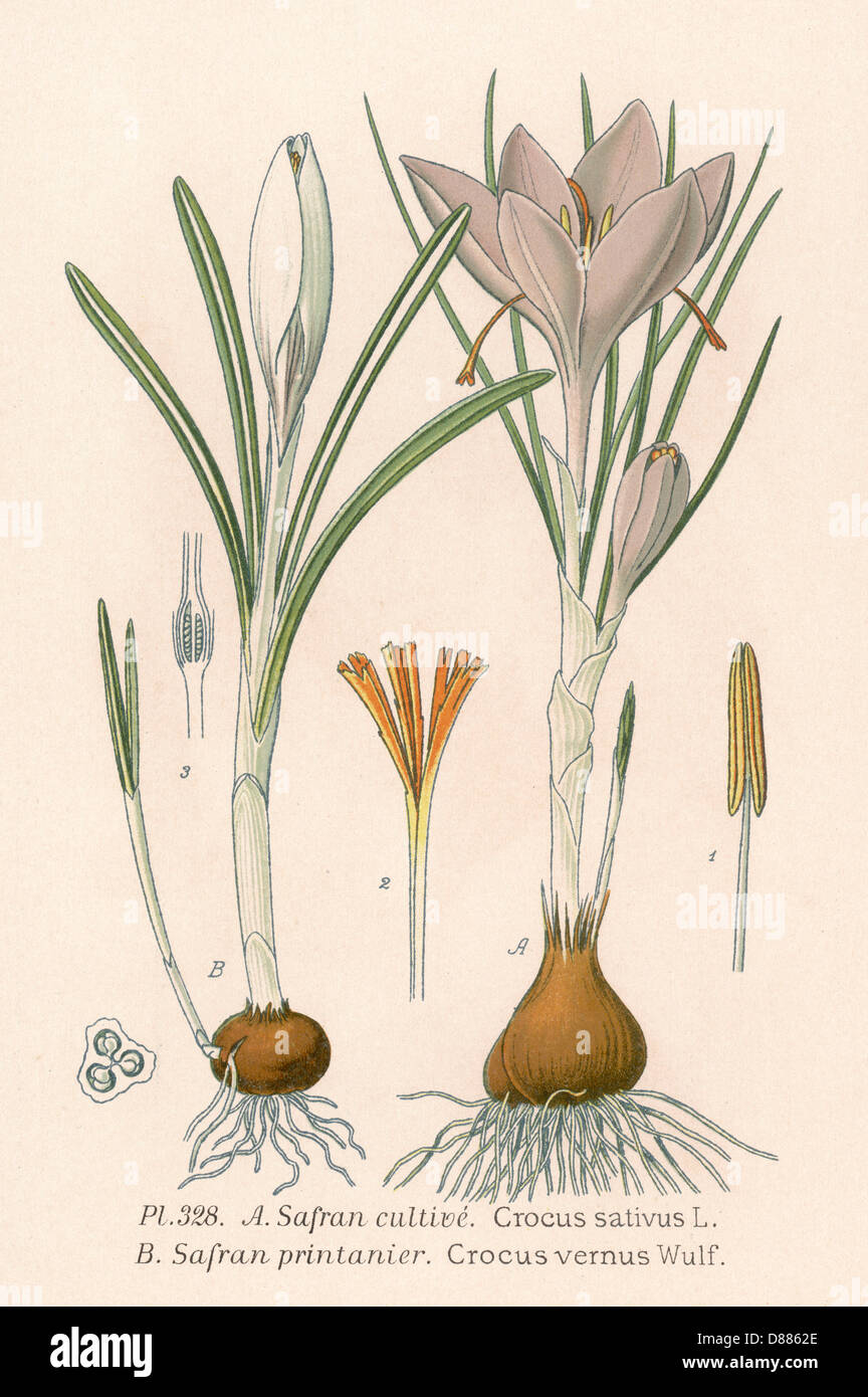 Plants - Crocus Stock Photo - Alamy