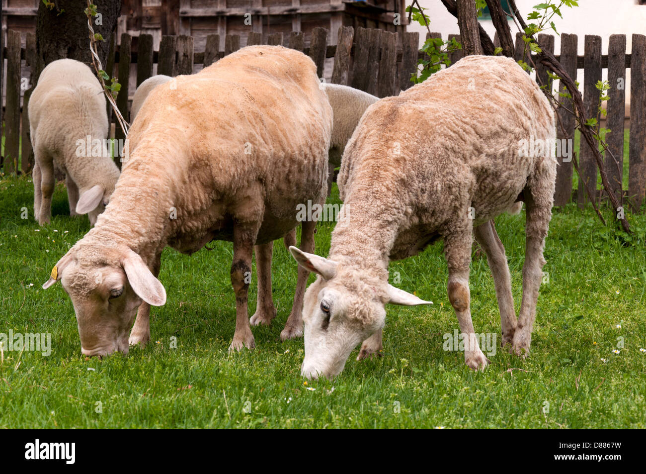 Sheep at farm eating green Stock Photo - Alamy
